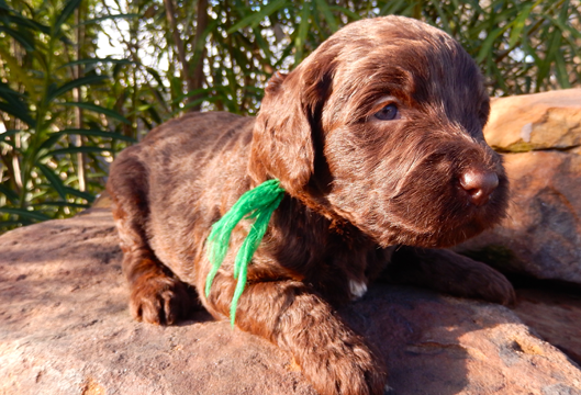 Available Puppies - Lone Star LabradoodlesLone Star Labradoodles