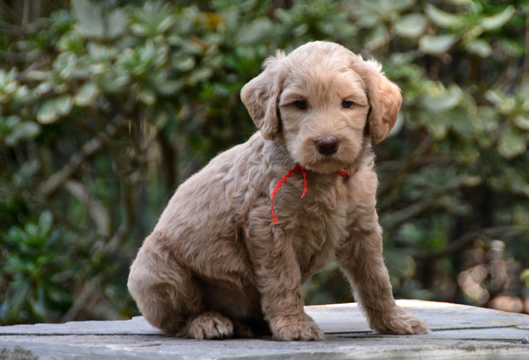 Current Puppies - Lone Star LabradoodlesLone Star Labradoodles