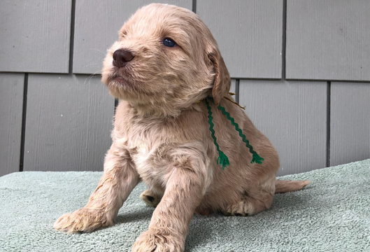 Available Puppies - Lone Star LabradoodlesLone Star Labradoodles