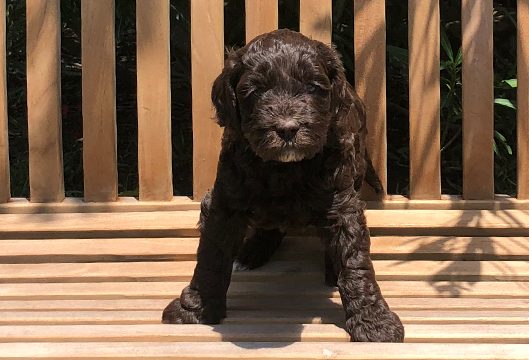 Lone Star Labradoodles - Breeder of Australian Mutigeneration ...