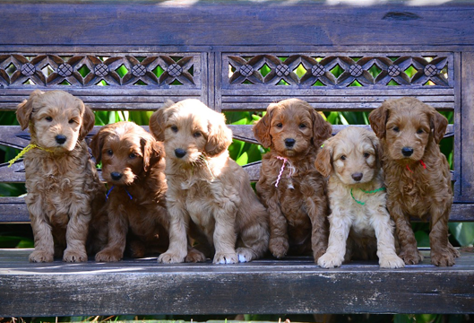Available Puppies - Lone Star LabradoodlesLone Star Labradoodles