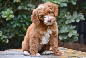 Current Puppies - Lone Star LabradoodlesLone Star Labradoodles
