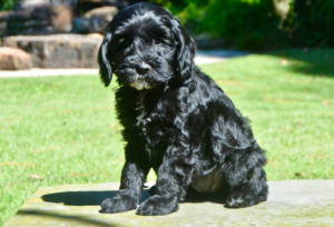 Current Puppies - Lone Star LabradoodlesLone Star Labradoodles