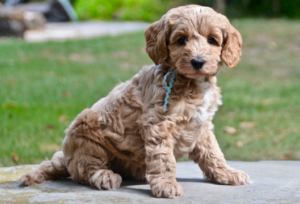 Available Puppies - Lone Star LabradoodlesLone Star Labradoodles