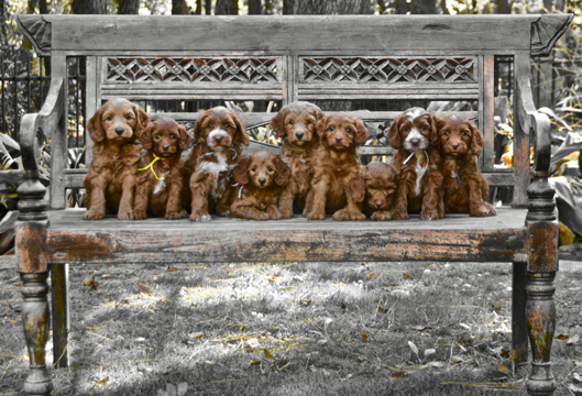 Available Puppies - Lone Star LabradoodlesLone Star Labradoodles