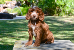 Available Puppies - Lone Star LabradoodlesLone Star Labradoodles