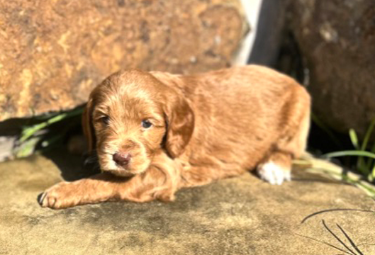 Current Puppies - Lone Star LabradoodlesLone Star Labradoodles