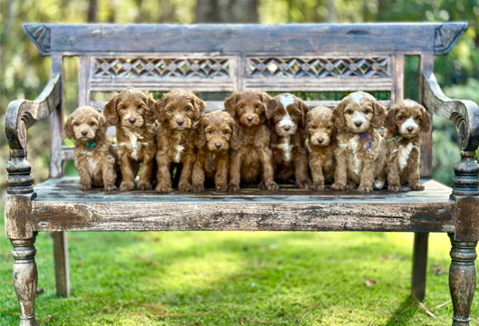 Lone Star Labradoodles - Breeder of Australian Mutigeneration ...