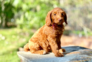 Current Puppies - Lone Star LabradoodlesLone Star Labradoodles