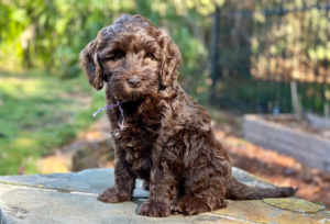 Available Puppies - Lone Star LabradoodlesLone Star Labradoodles