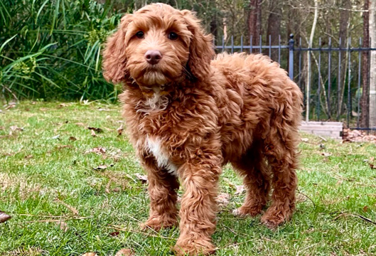 Available Puppies - Lone Star LabradoodlesLone Star Labradoodles